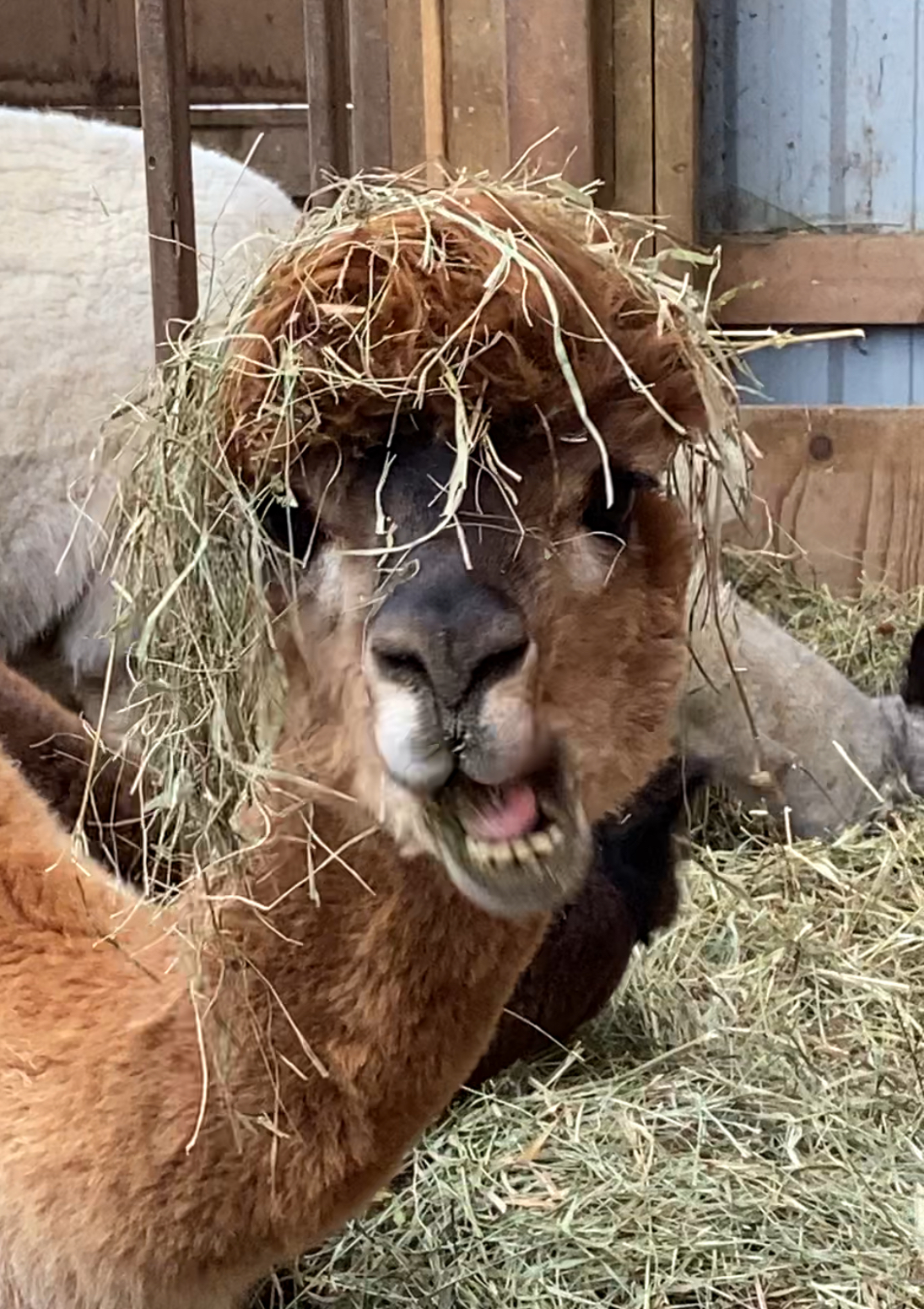 Best Alpaca Farms In Ontario – Simple Local Joys