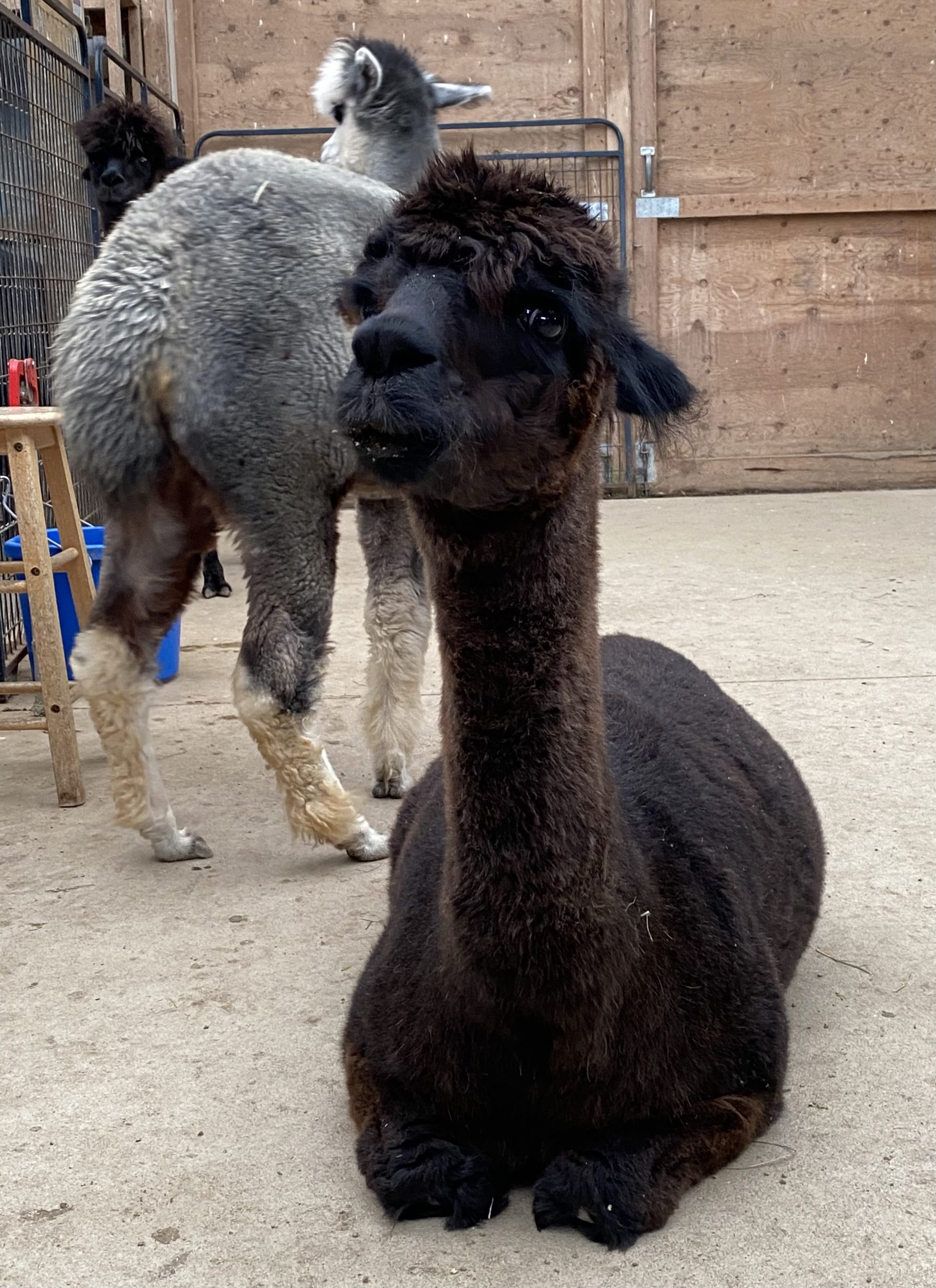 Best Alpaca Farms In Ontario – Simple Local Joys