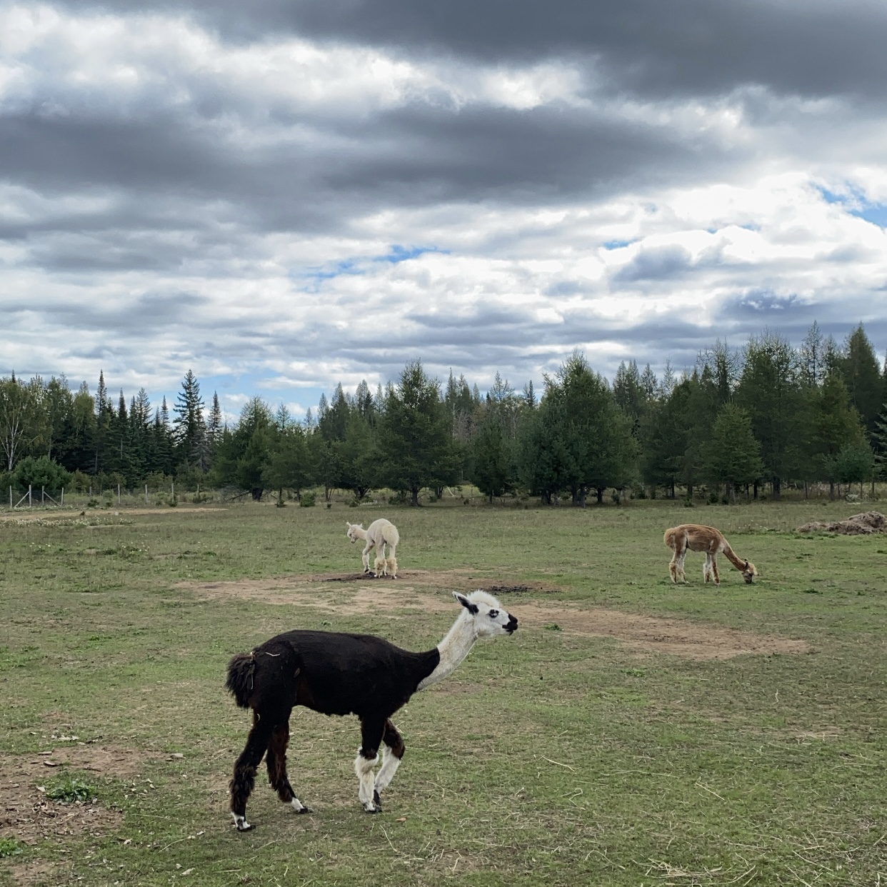 Best Alpaca Farms In Ontario – Simple Local Joys